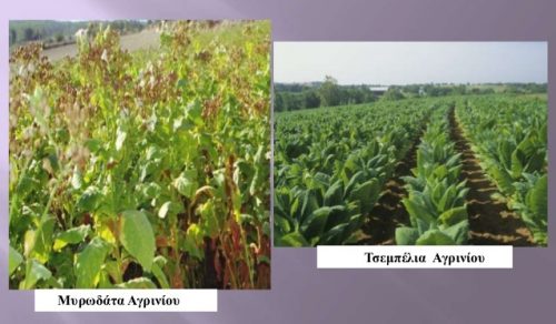 Αγρίνιο, η πόλη του καπνού