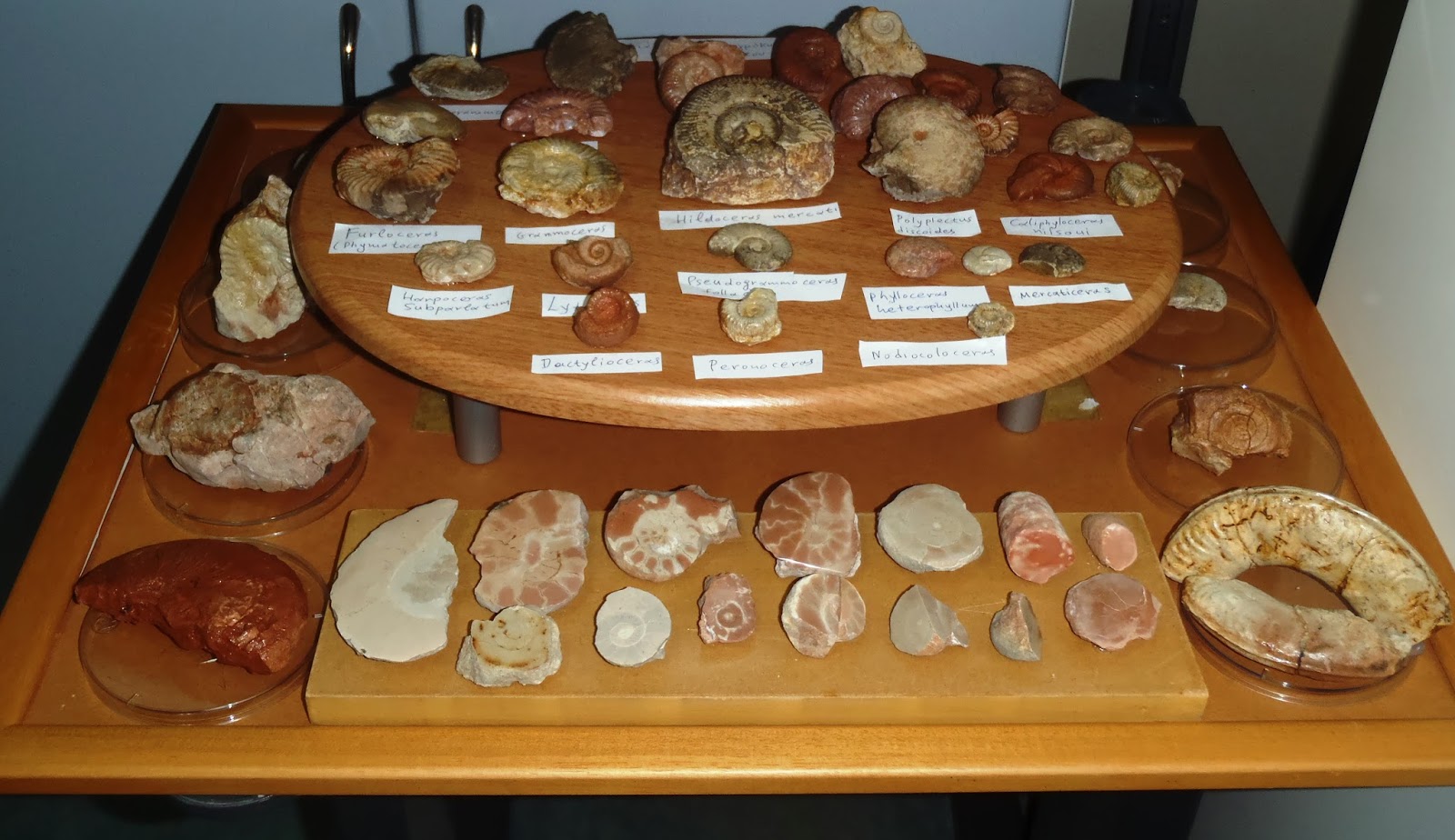 Το μικρό Μουσείο Ορυκτών και Απολιθωμάτων του 3ου Γενικού Λυκείου Αγρινίου